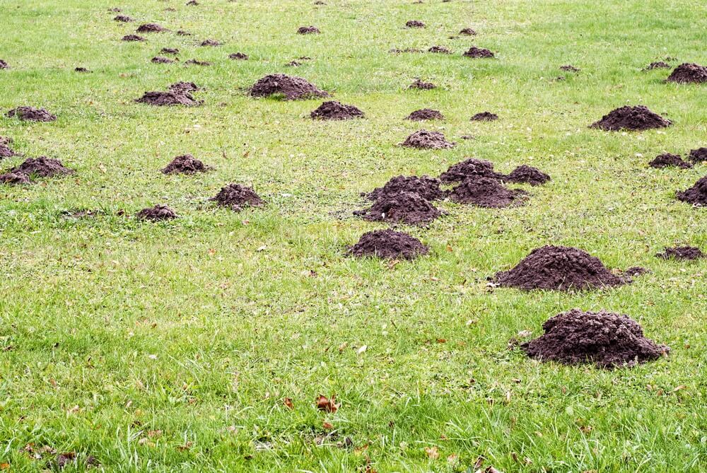 How to get rid of moles? - x-pest